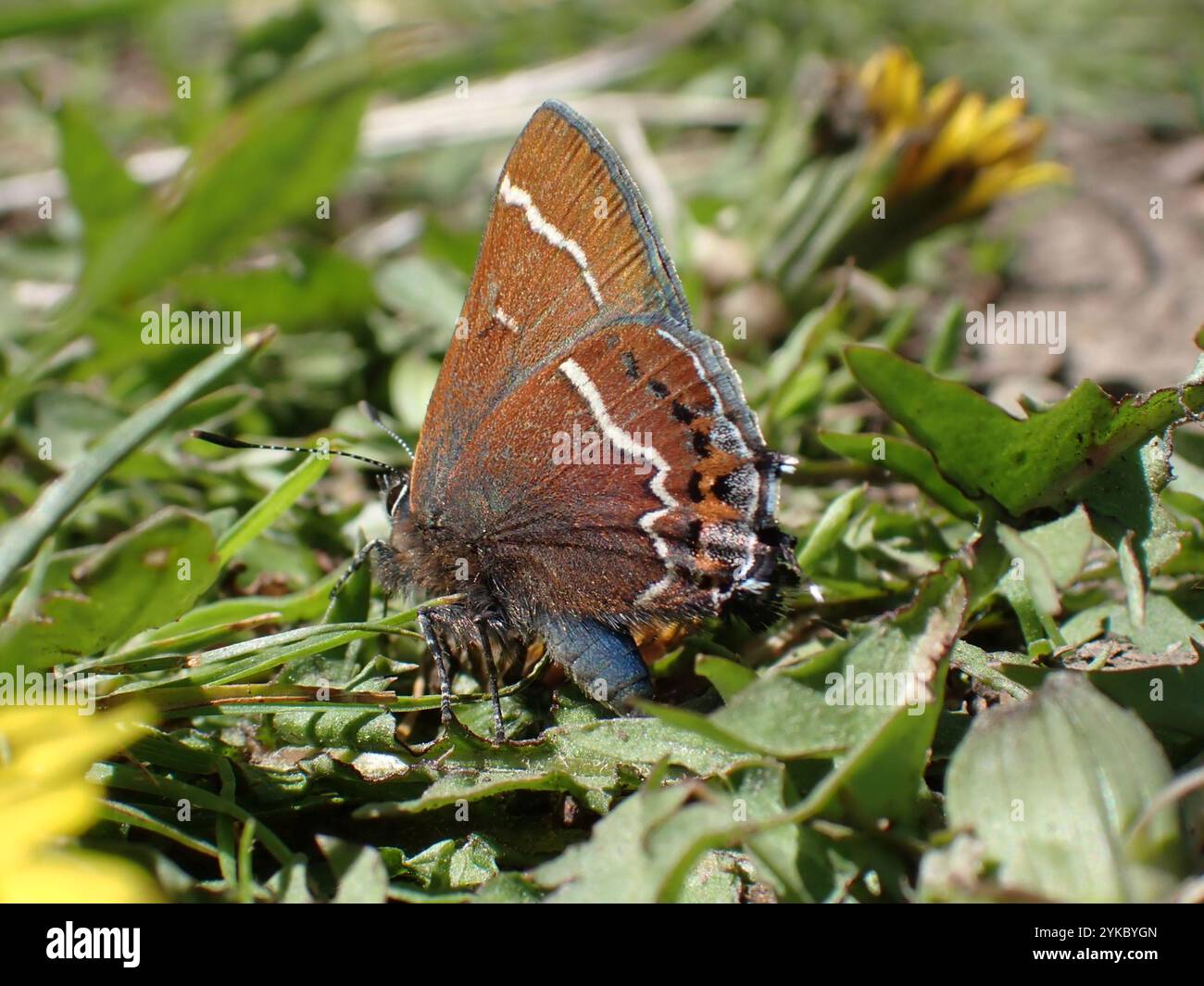 Callophrys spinetorum hi-res stock photography and images - Alamy