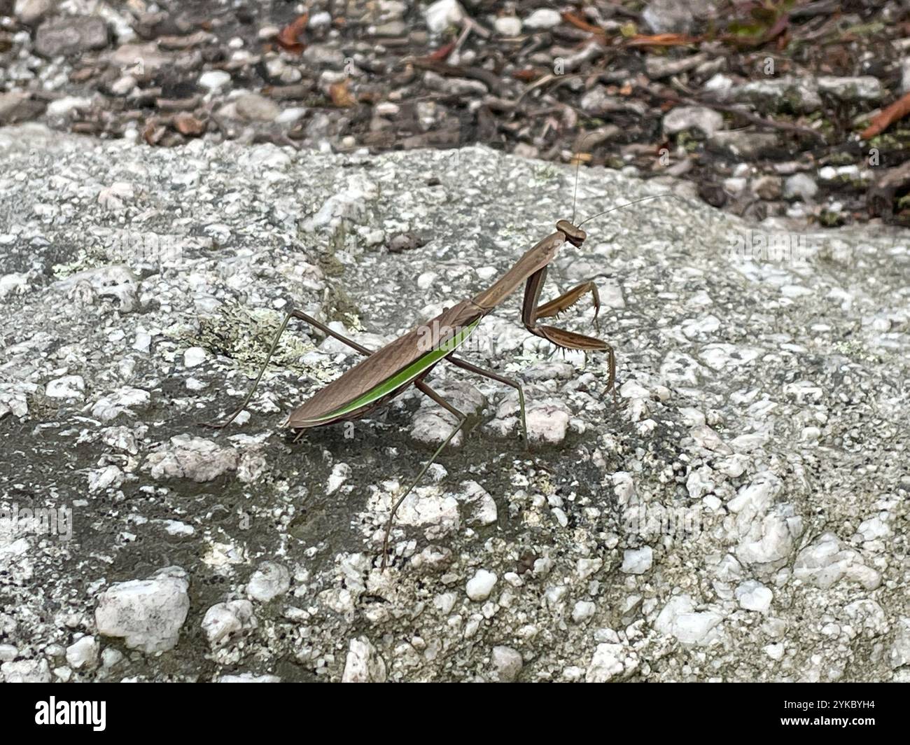 Chinese Mantis (Tenodera sinensis Stock Photo - Alamy