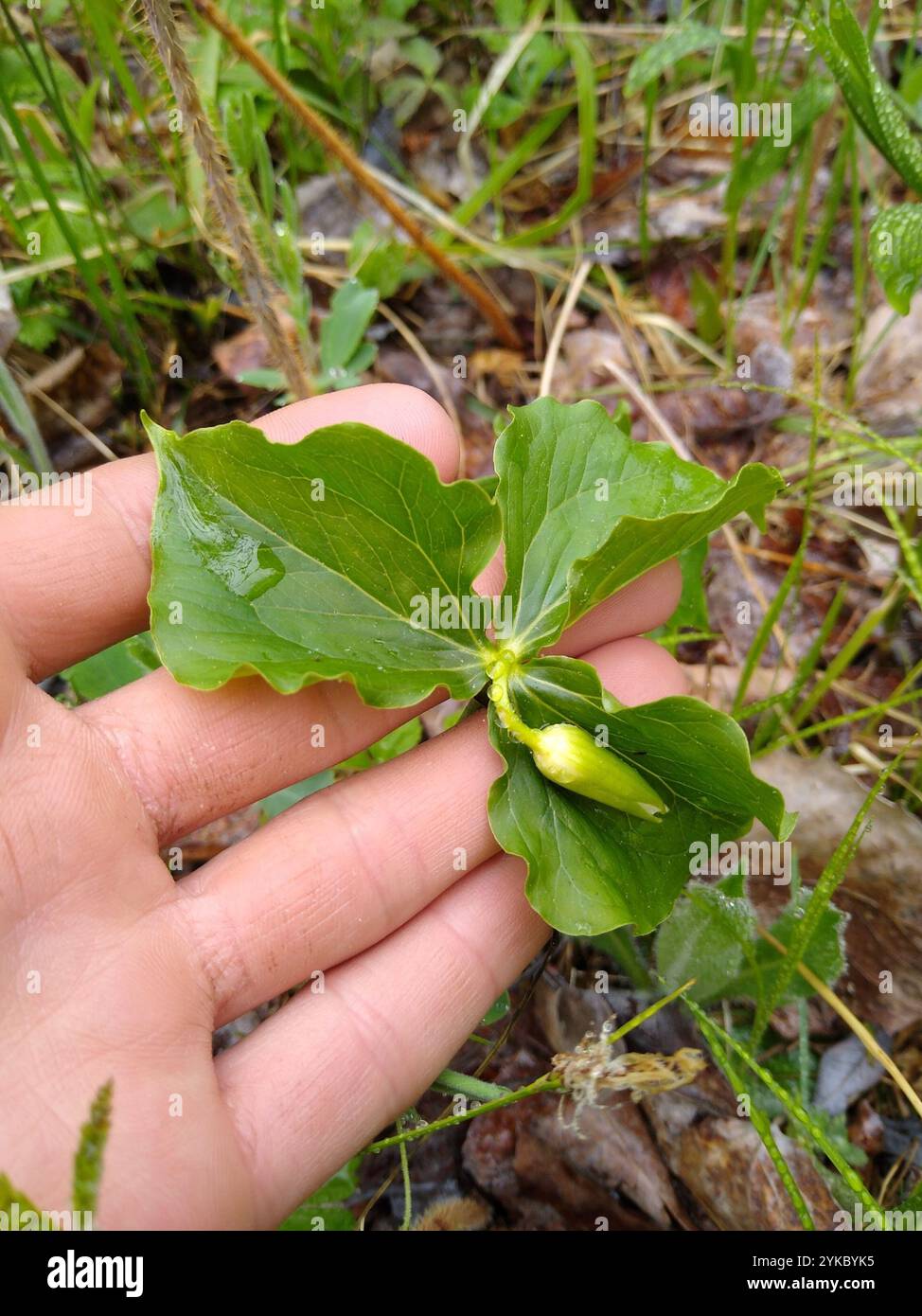 Trillium cernuum hi-res stock photography and images - Alamy