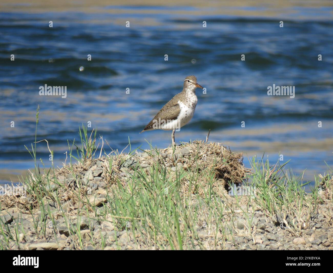 Spotted Sandpiper (Actitis macularius Stock Photo - Alamy