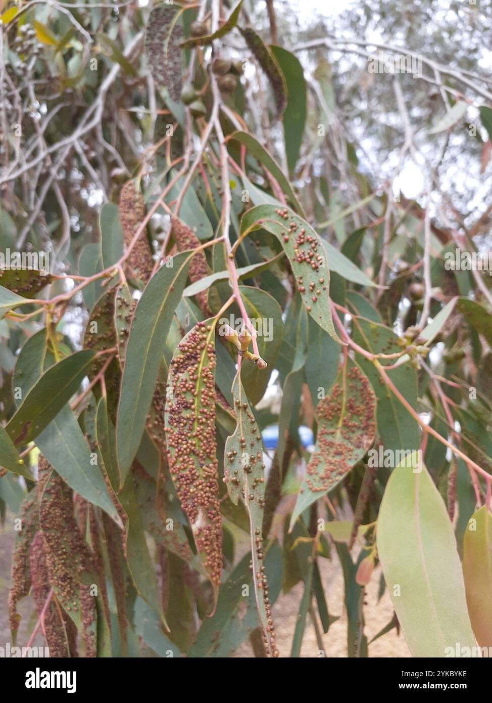Australian Eucalyptus Leafgall Wasp (Ophelimus maskelli Stock Photo - Alamy
