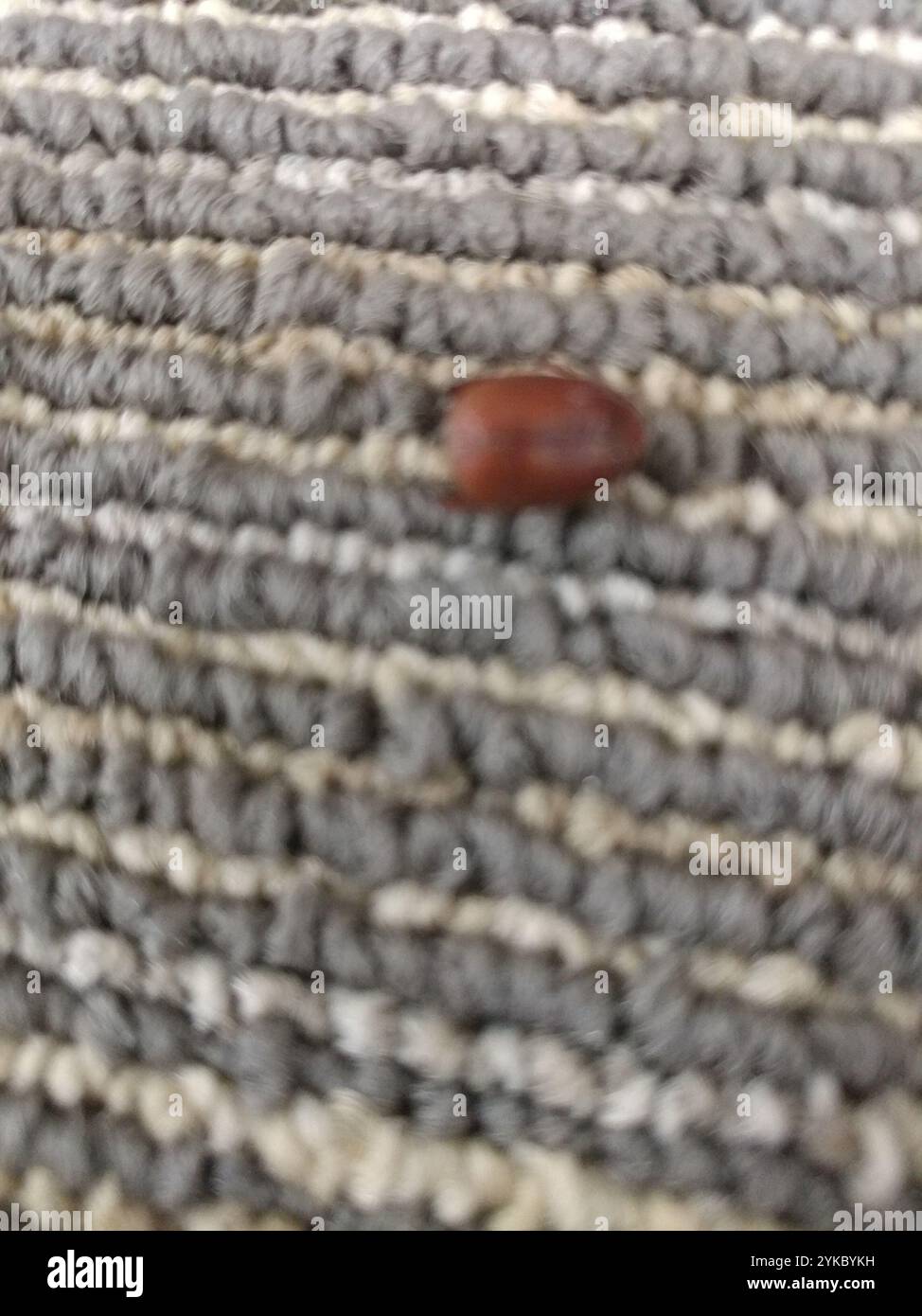 Maladera hi-res stock photography and images - Alamy