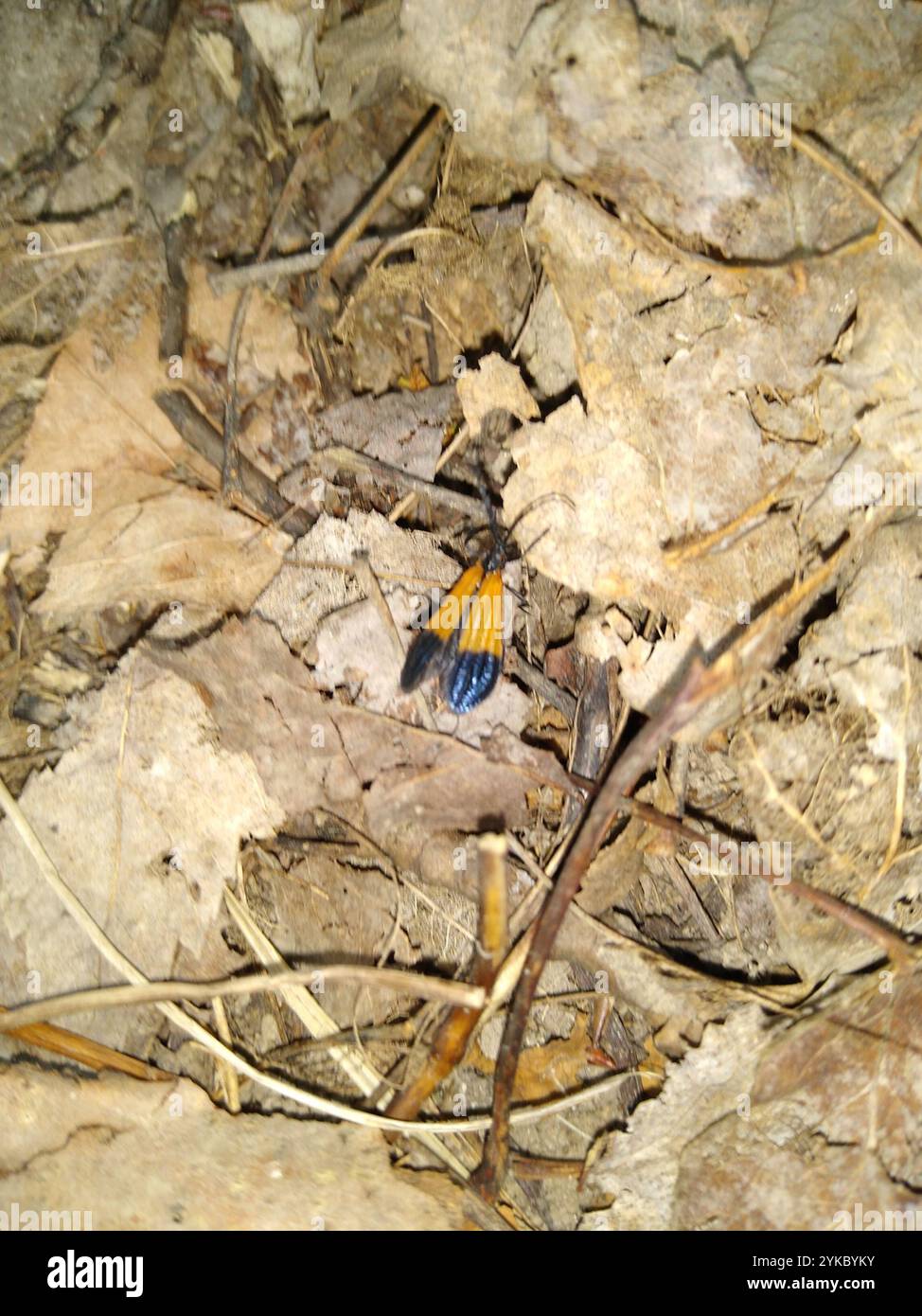 Net-winged Beetles (Lycidae Stock Photo - Alamy