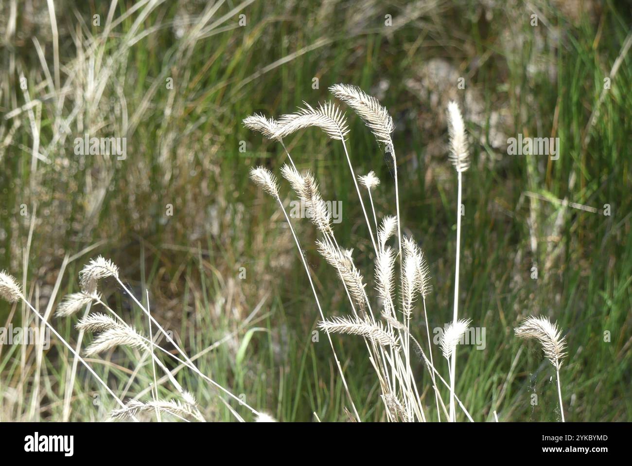 Crested Wheatgrass (Agropyron cristatum Stock Photo - Alamy