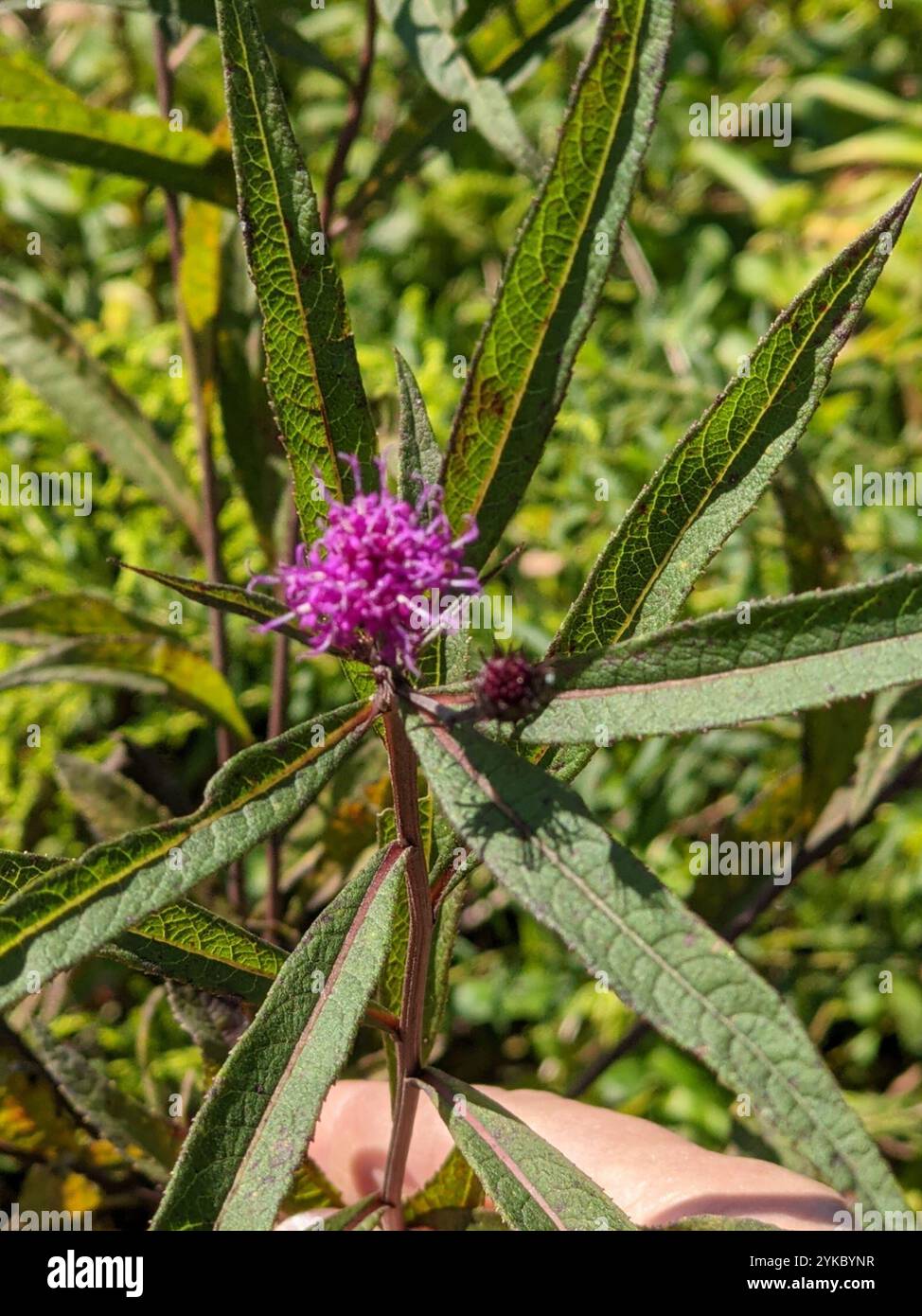 New York ironweed (Vernonia noveboracensis Stock Photo - Alamy