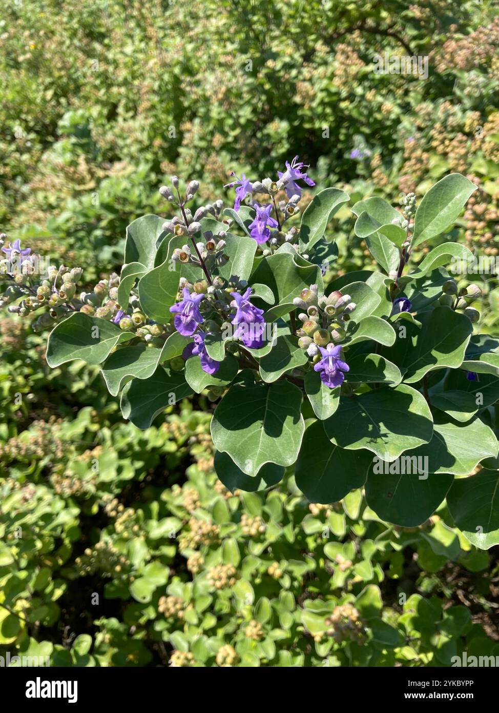 Beach Vitex (Vitex rotundifolia Stock Photo - Alamy