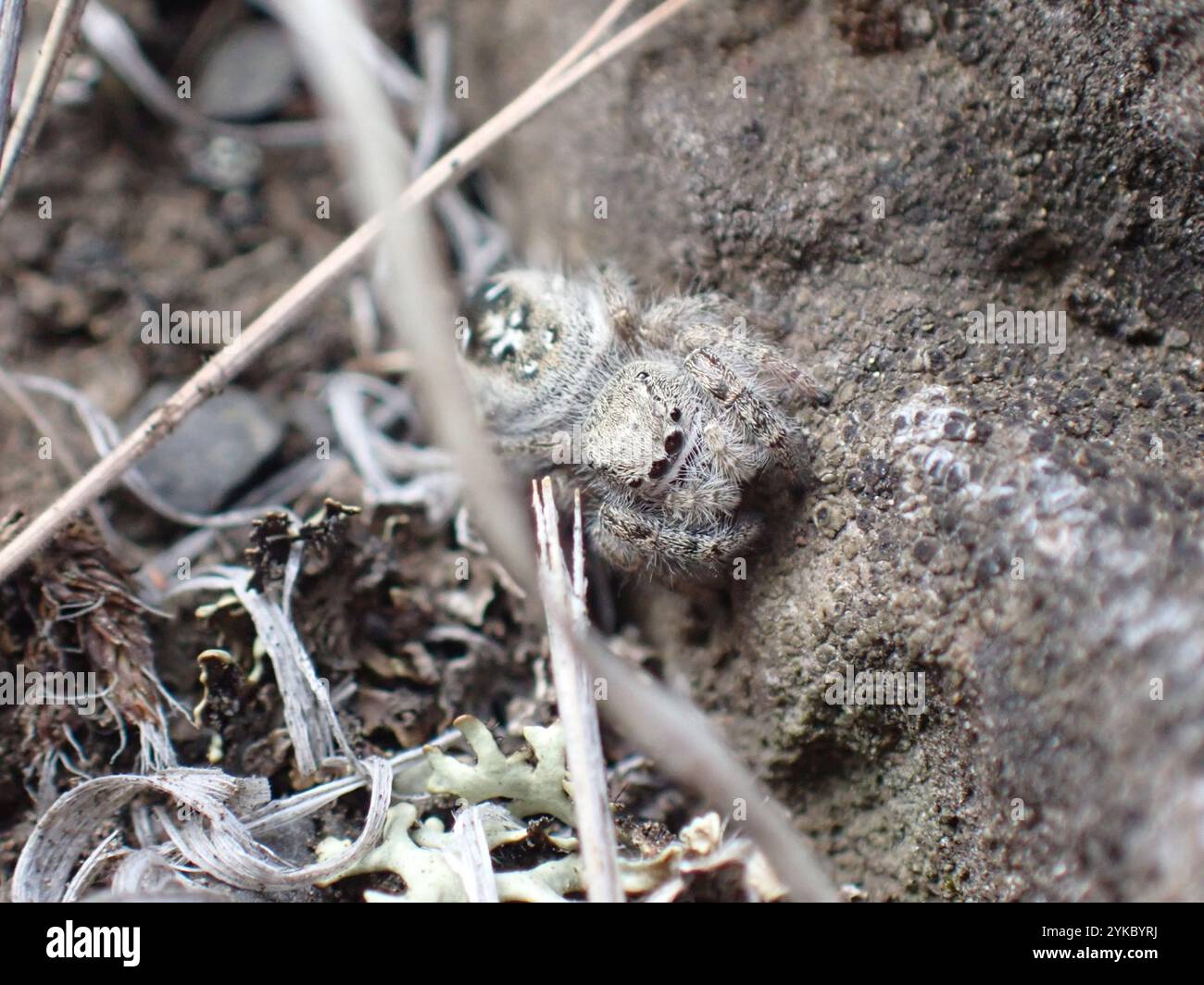 Marbled Purple Jumping Spider (Phidippus purpuratus Stock Photo - Alamy