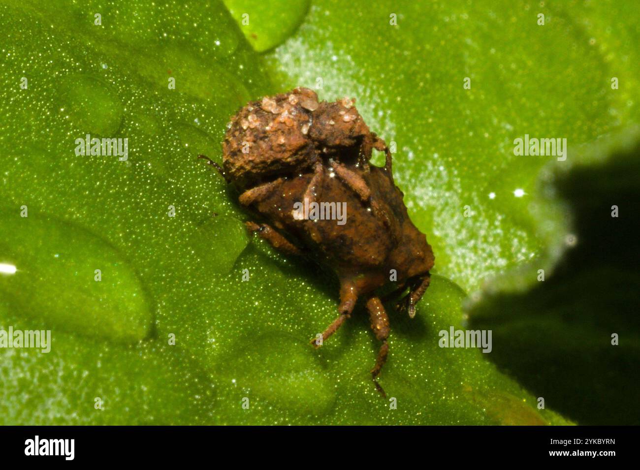 True Weevils (Curculionidae Stock Photo - Alamy