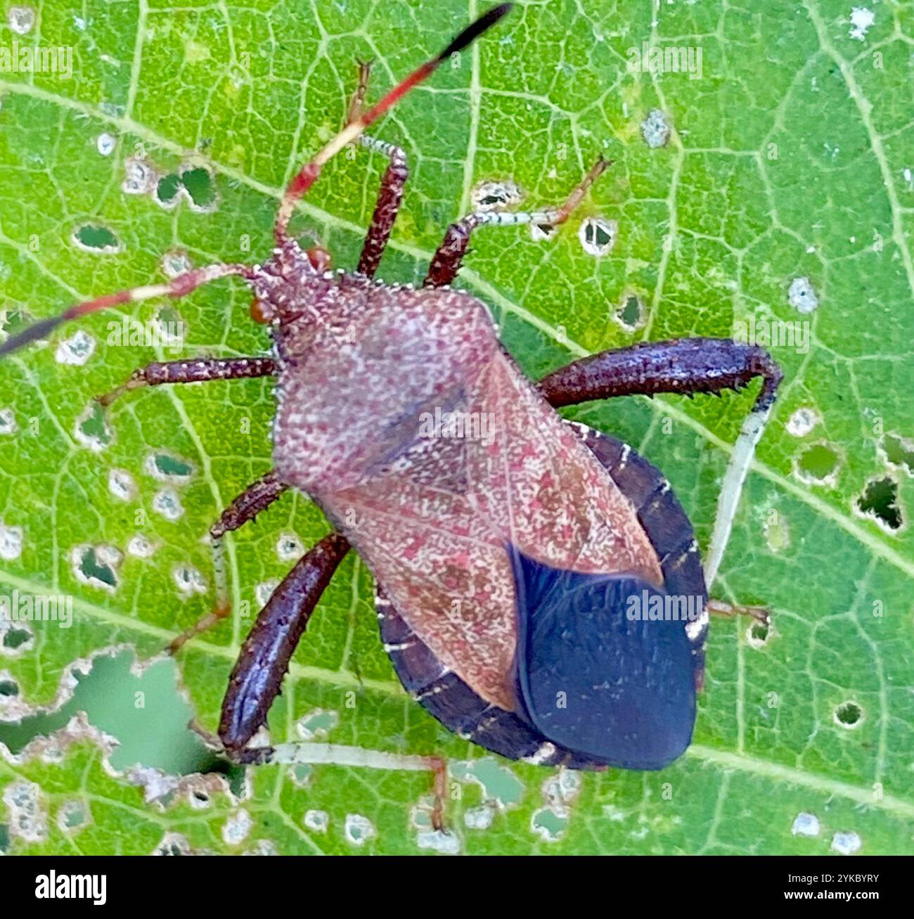 Helmeted Squash Bug (Euthochtha galeator Stock Photo - Alamy