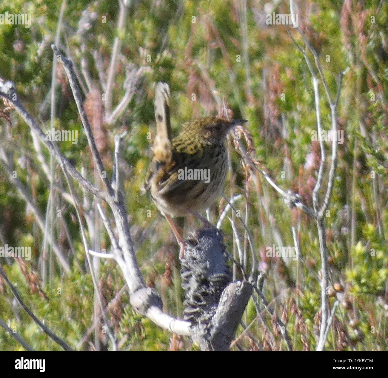 Striated calamanthus hi-res stock photography and images - Alamy