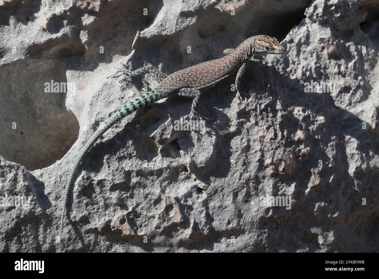Sharp-snouted Rock Lizard (Dalmatolacerta oxycephala Stock Photo - Alamy