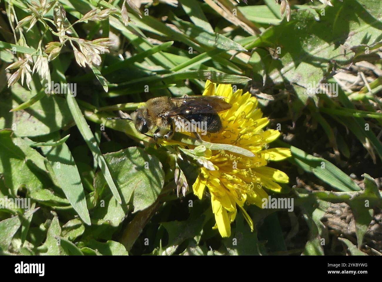 Mining Bees (Andrena Stock Photo - Alamy