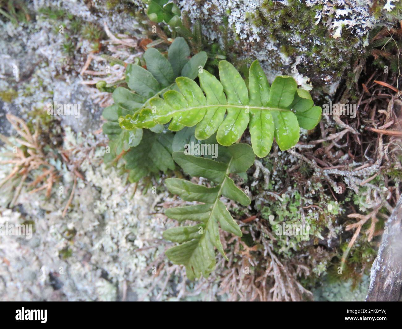 western polypody (Polypodium hesperium Stock Photo - Alamy