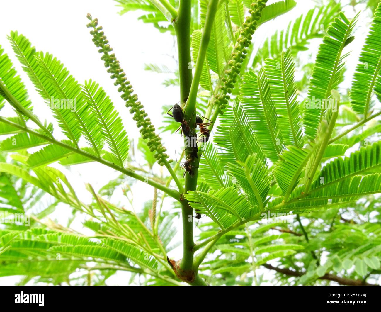 Red Cutch Tree (Senegalia chundra Stock Photo - Alamy