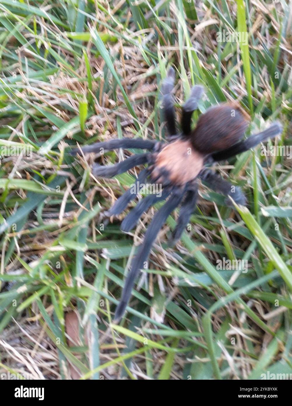 Texas Brown Tarantula (Aphonopelma hentzi Stock Photo - Alamy