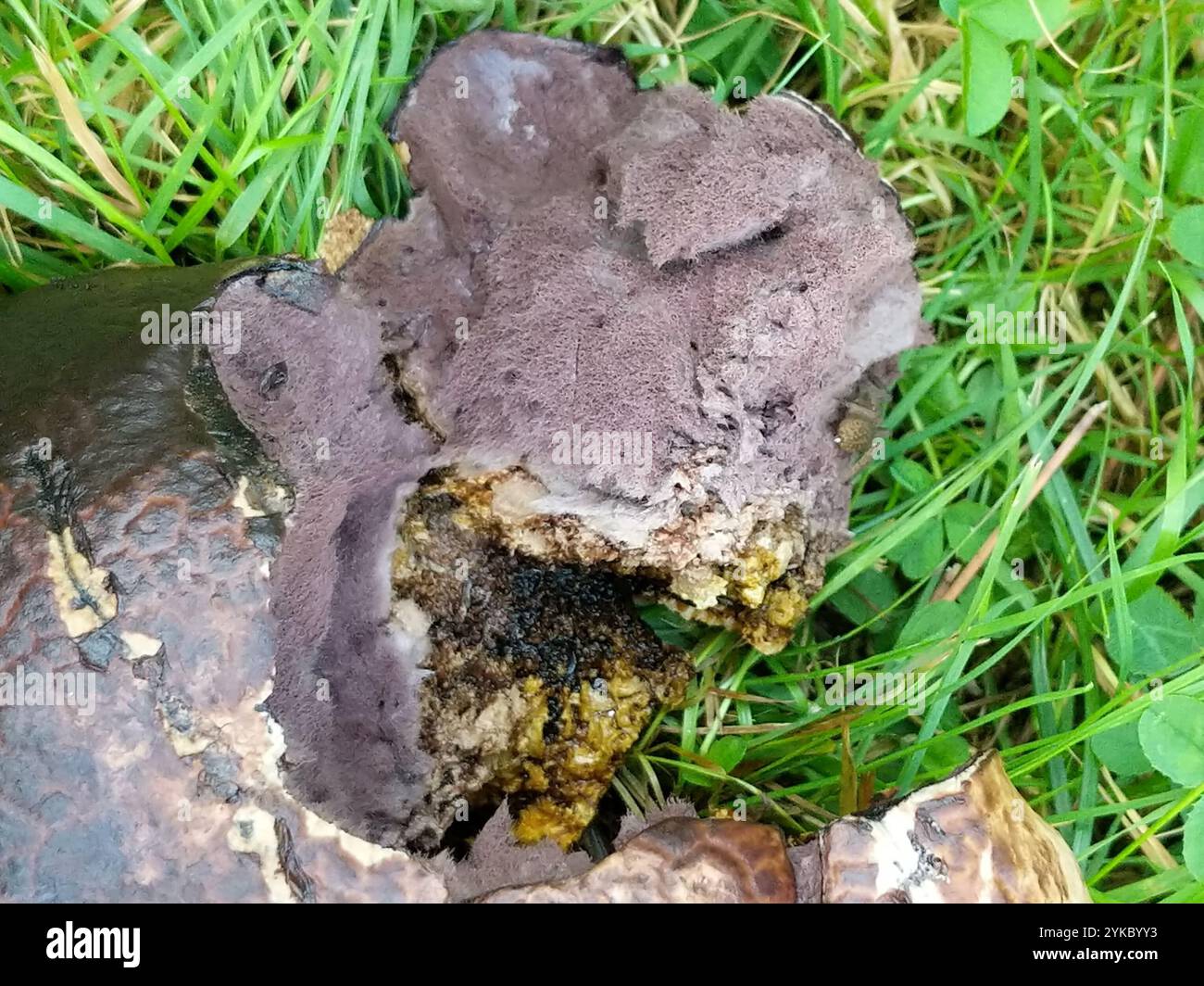 Purple-spored Puffball (Calvatia cyathiformis Stock Photo - Alamy