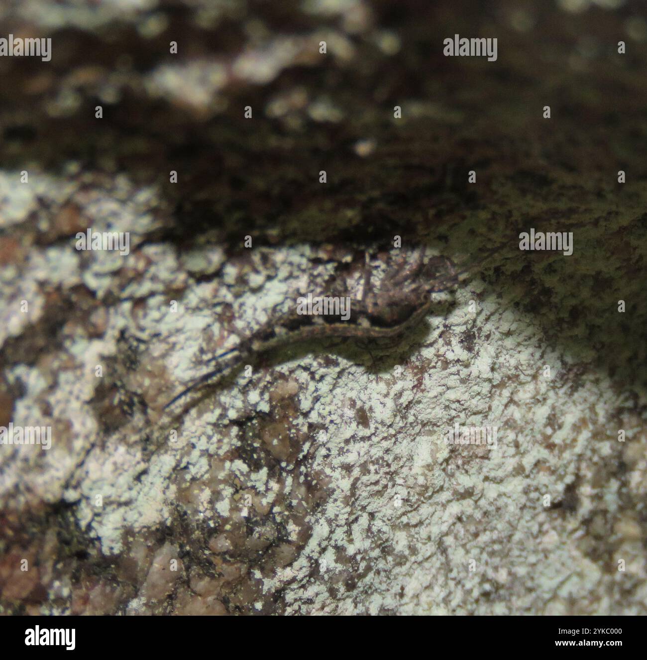 Meinertellidae hi-res stock photography and images - Alamy