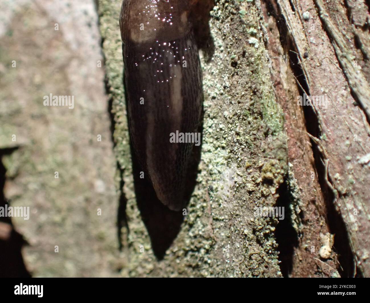 Leopard Slug (Limax maximus Stock Photo - Alamy