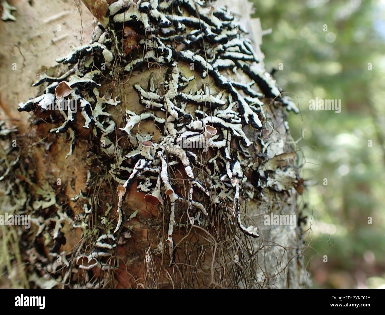 Tube Lichens (Hypogymnia Stock Photo - Alamy