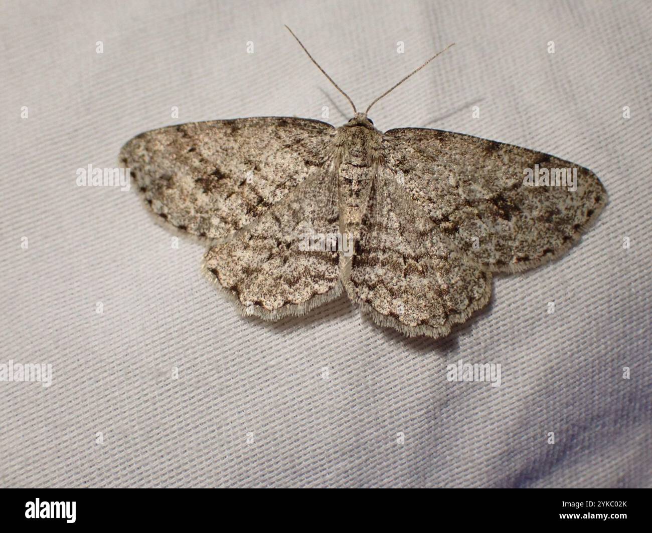 Geometer Moths (Geometridae Stock Photo - Alamy
