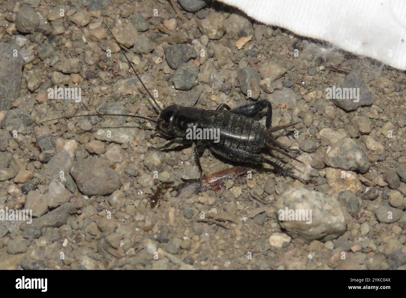 Gryllus veletis hi-res stock photography and images - Alamy