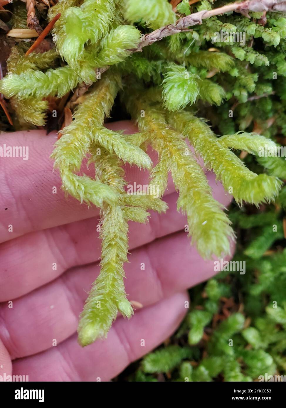 Pipecleaner Moss (Rhytidiopsis robusta Stock Photo - Alamy
