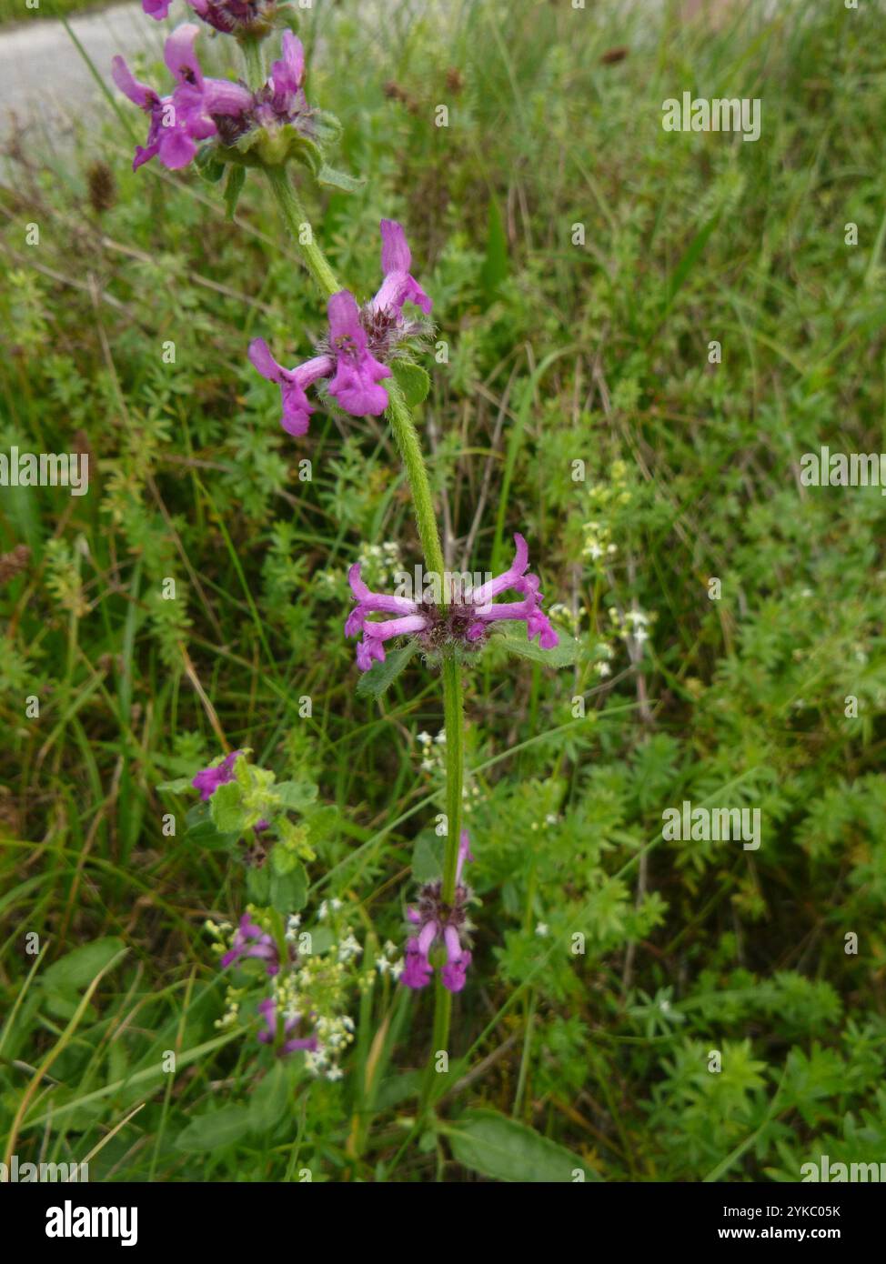 common hedge-nettle (Betonica officinalis Stock Photo - Alamy