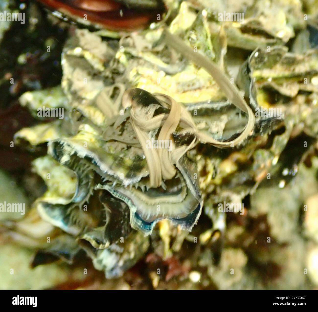 Pacific Oyster (Magallana gigas Stock Photo - Alamy