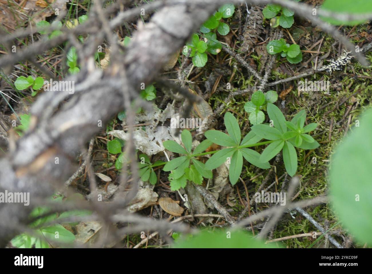 fragrant bedstraw (Galium triflorum Stock Photo - Alamy