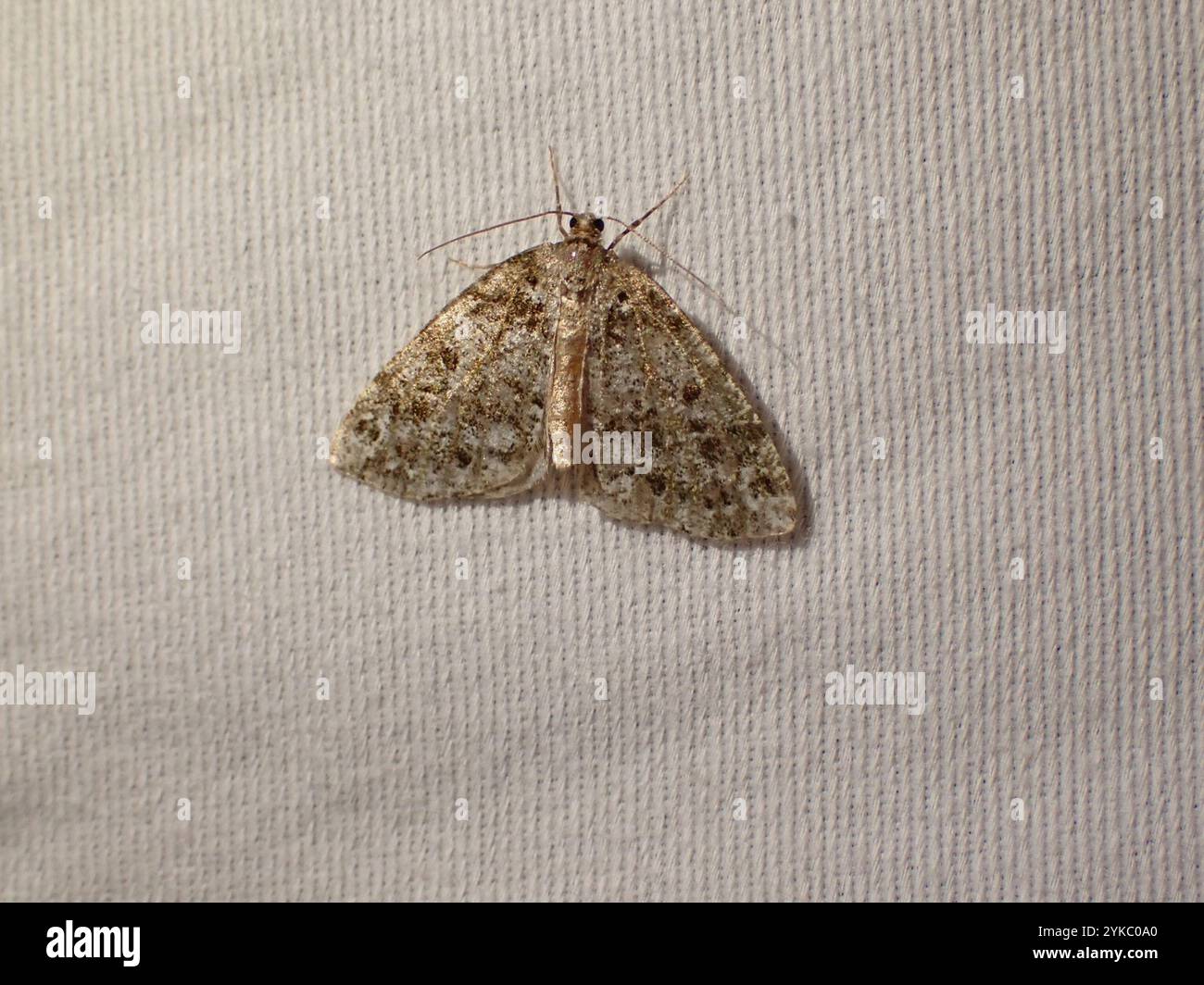 Geometer Moths (Geometridae Stock Photo - Alamy