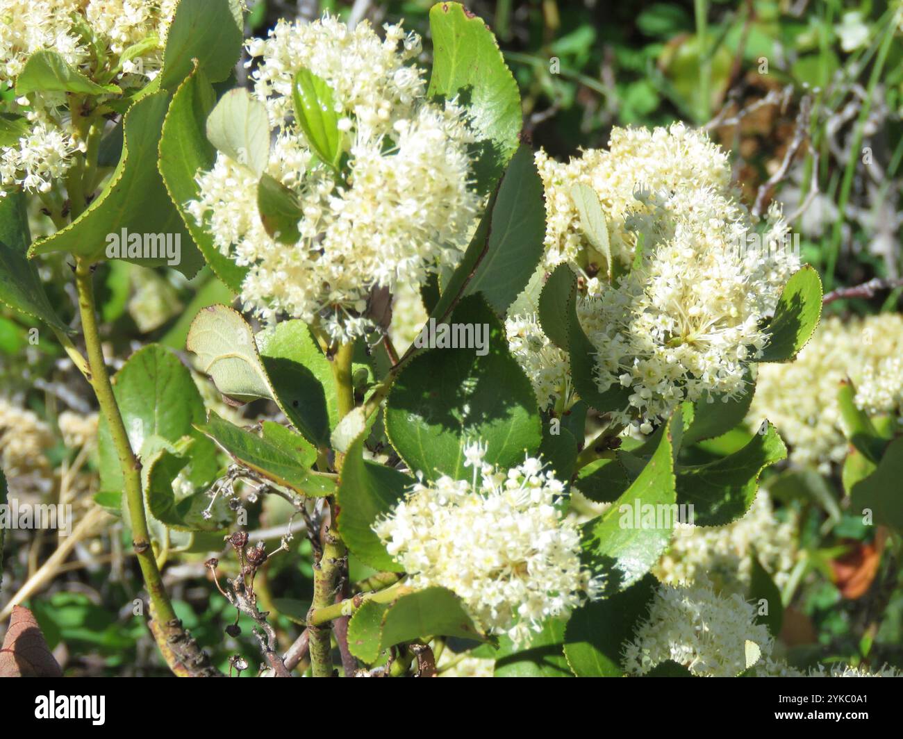 Snowbrush Ceanothus (Ceanothus velutinus Stock Photo - Alamy