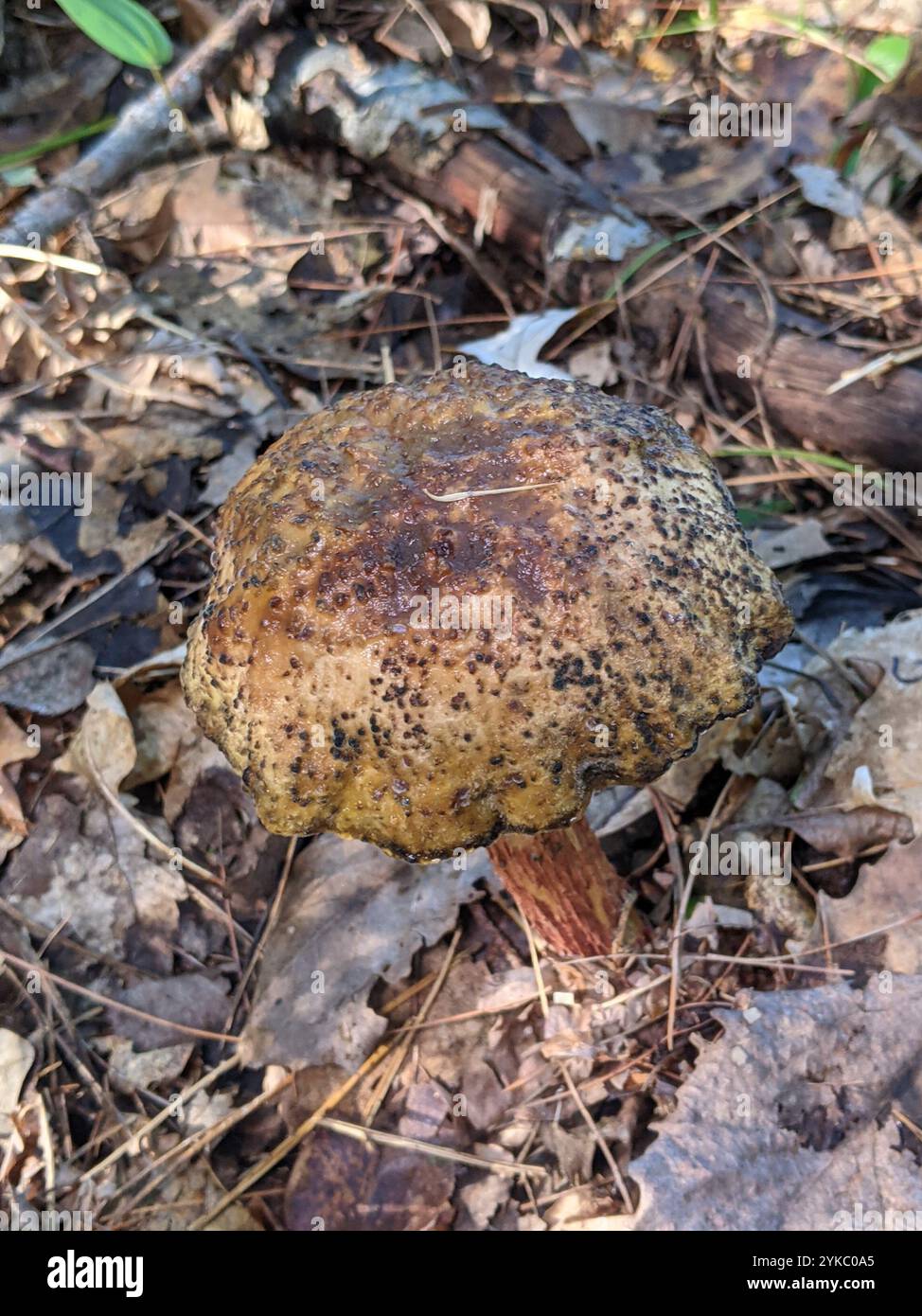 Russell's Bolete (Aureoboletus russellii Stock Photo - Alamy