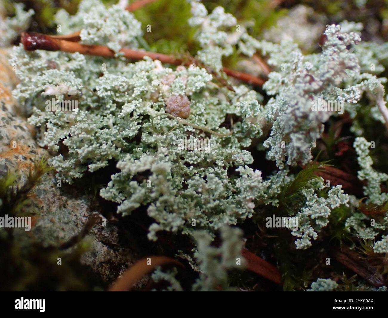 common lichens (Lecanoromycetes Stock Photo - Alamy