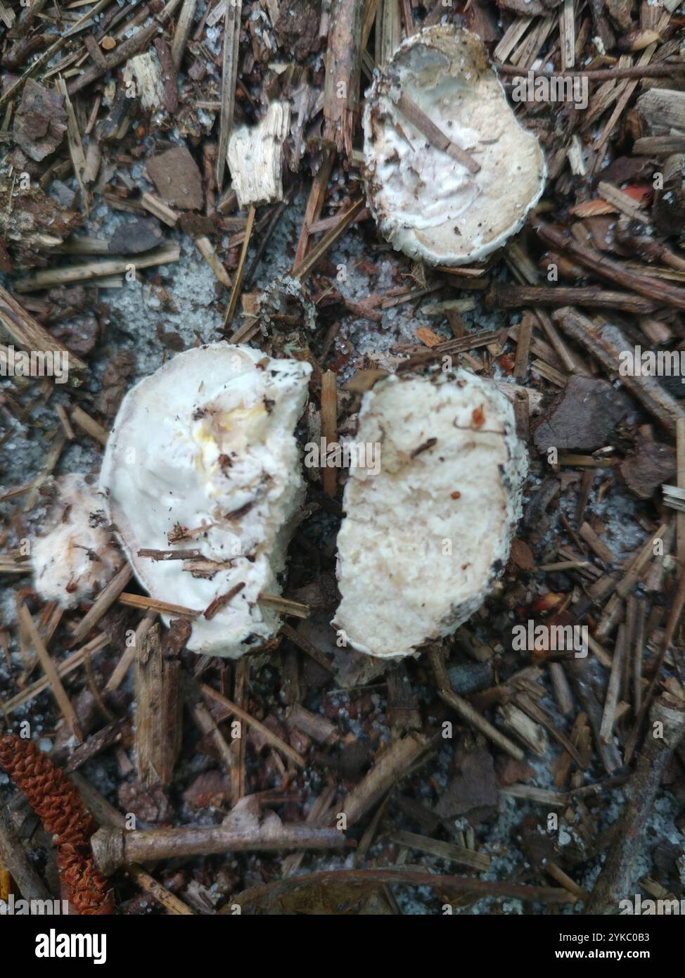 Meadow Puffball (Lycoperdon pratense Stock Photo - Alamy