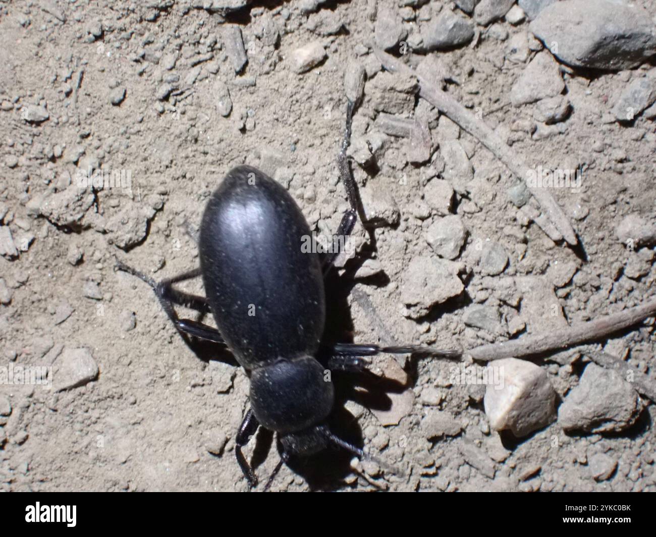 Darkling Beetles (Tenebrionidae Stock Photo - Alamy