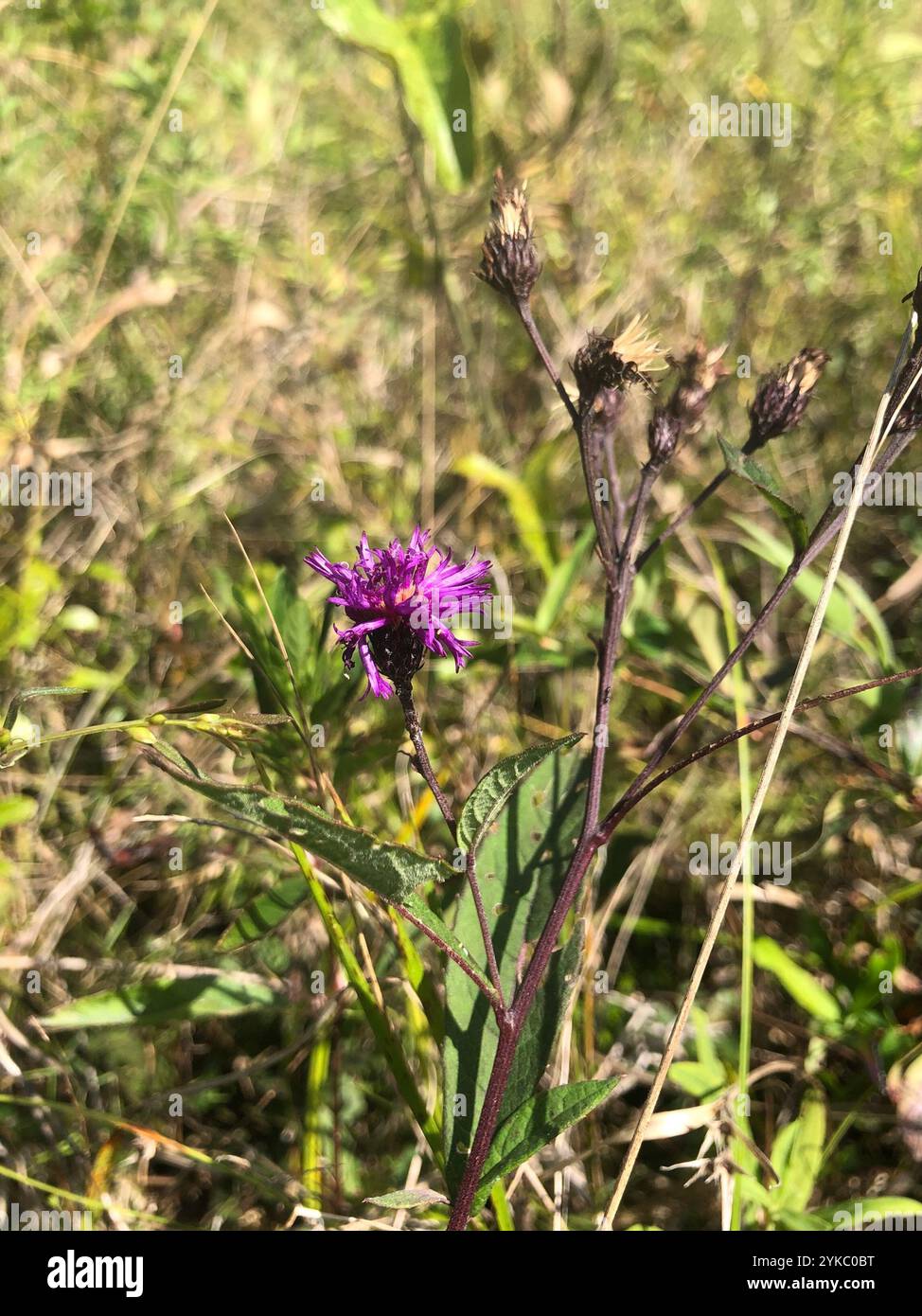 Broadleaf Ironweed (Vernonia glauca Stock Photo - Alamy