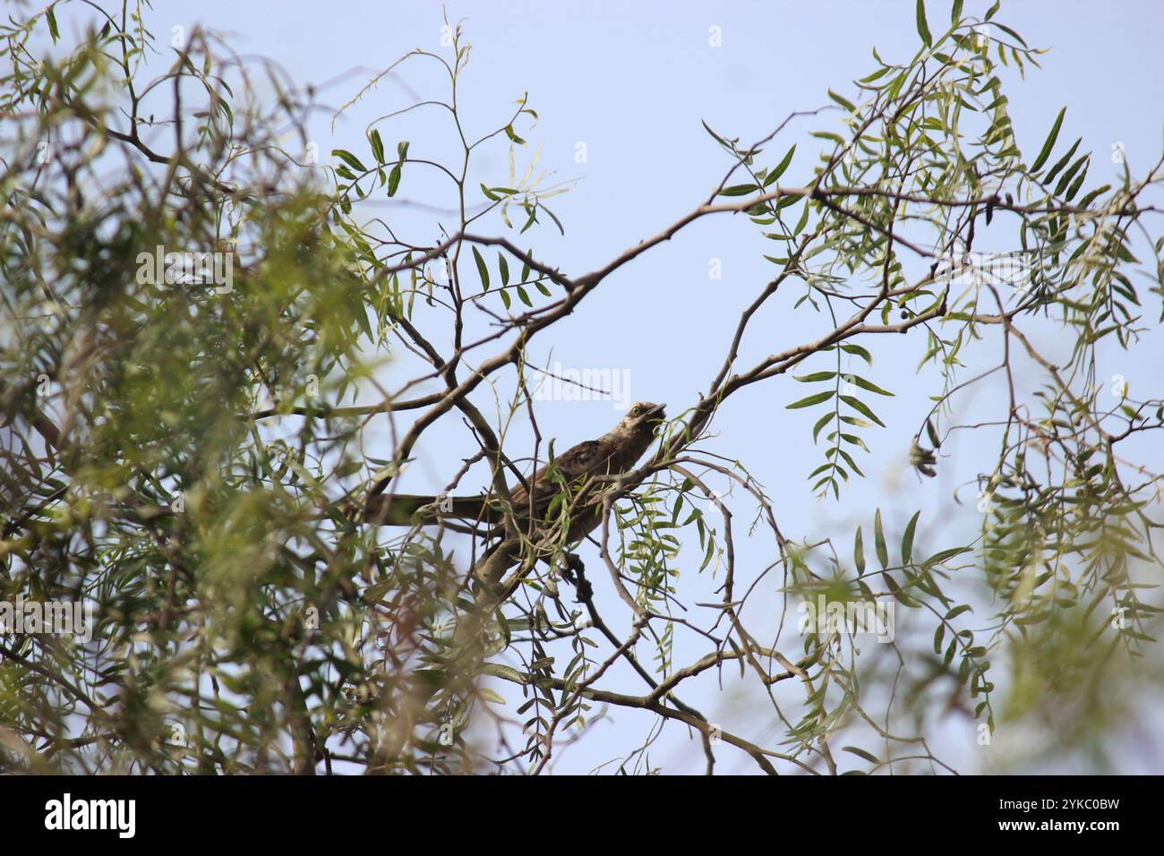 Long-tailed Mockingbird (Mimus longicaudatus Stock Photo - Alamy
