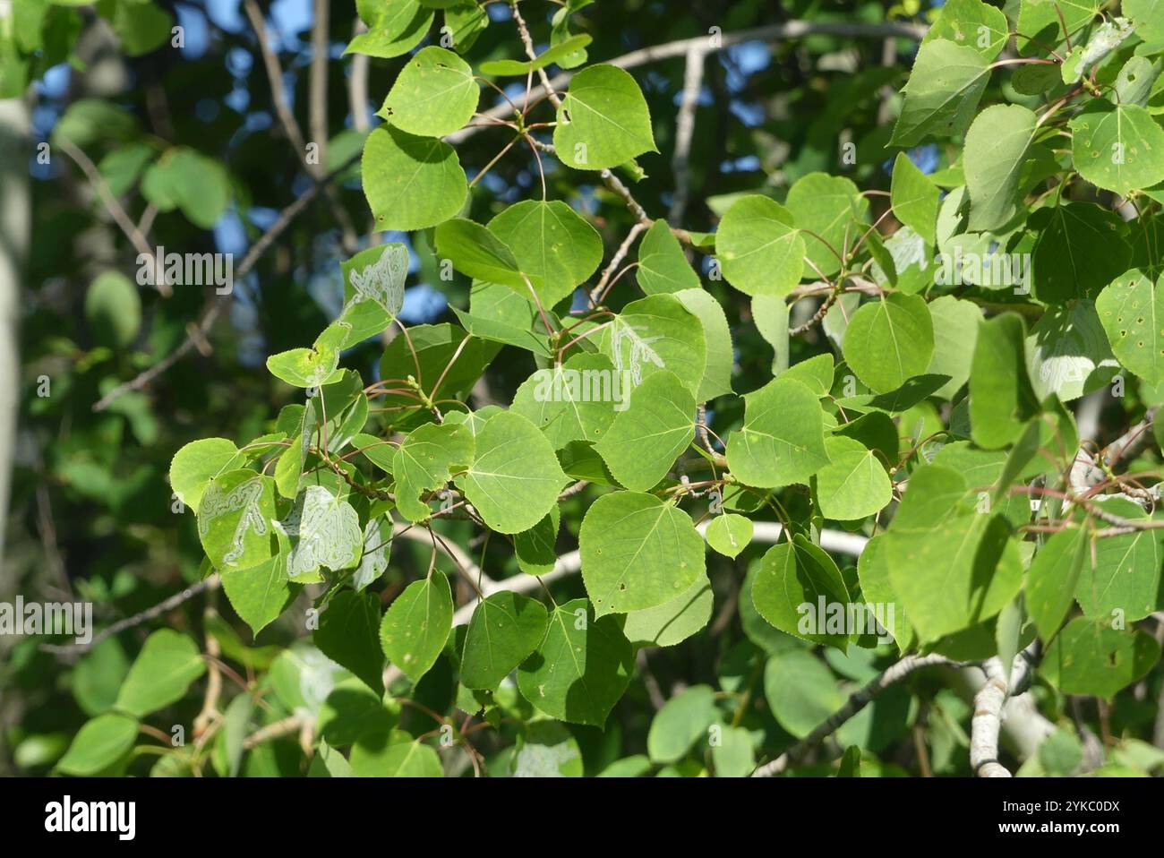 trembling aspen (Populus tremuloides Stock Photo - Alamy