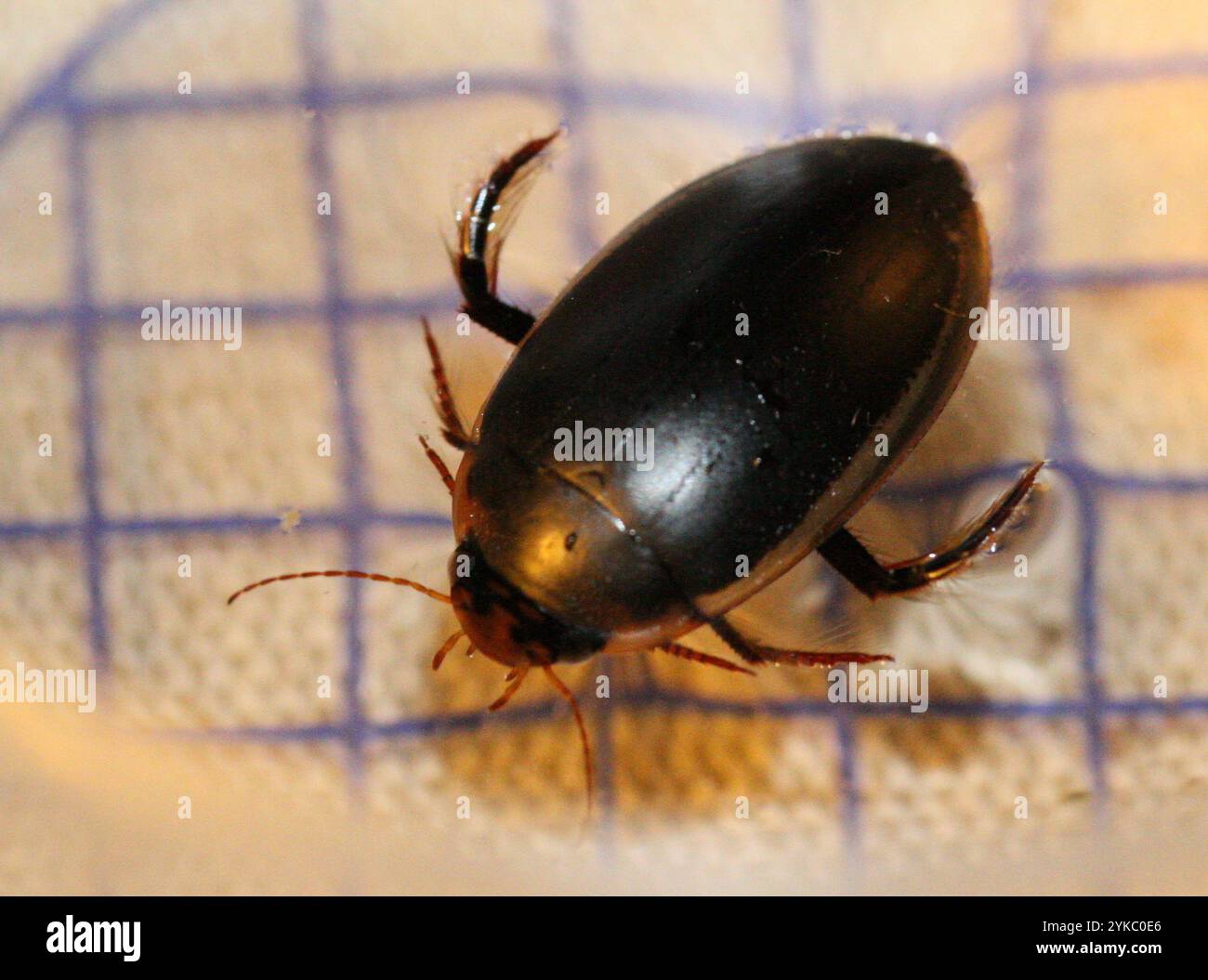 Hydaticus seminiger hi-res stock photography and images - Alamy