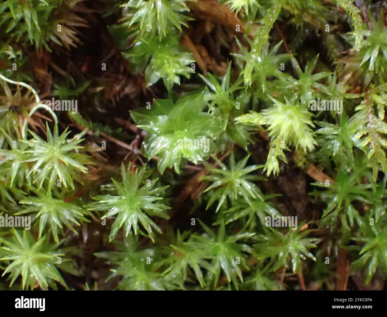 magnificent leafy moss (Plagiomnium venustum Stock Photo - Alamy
