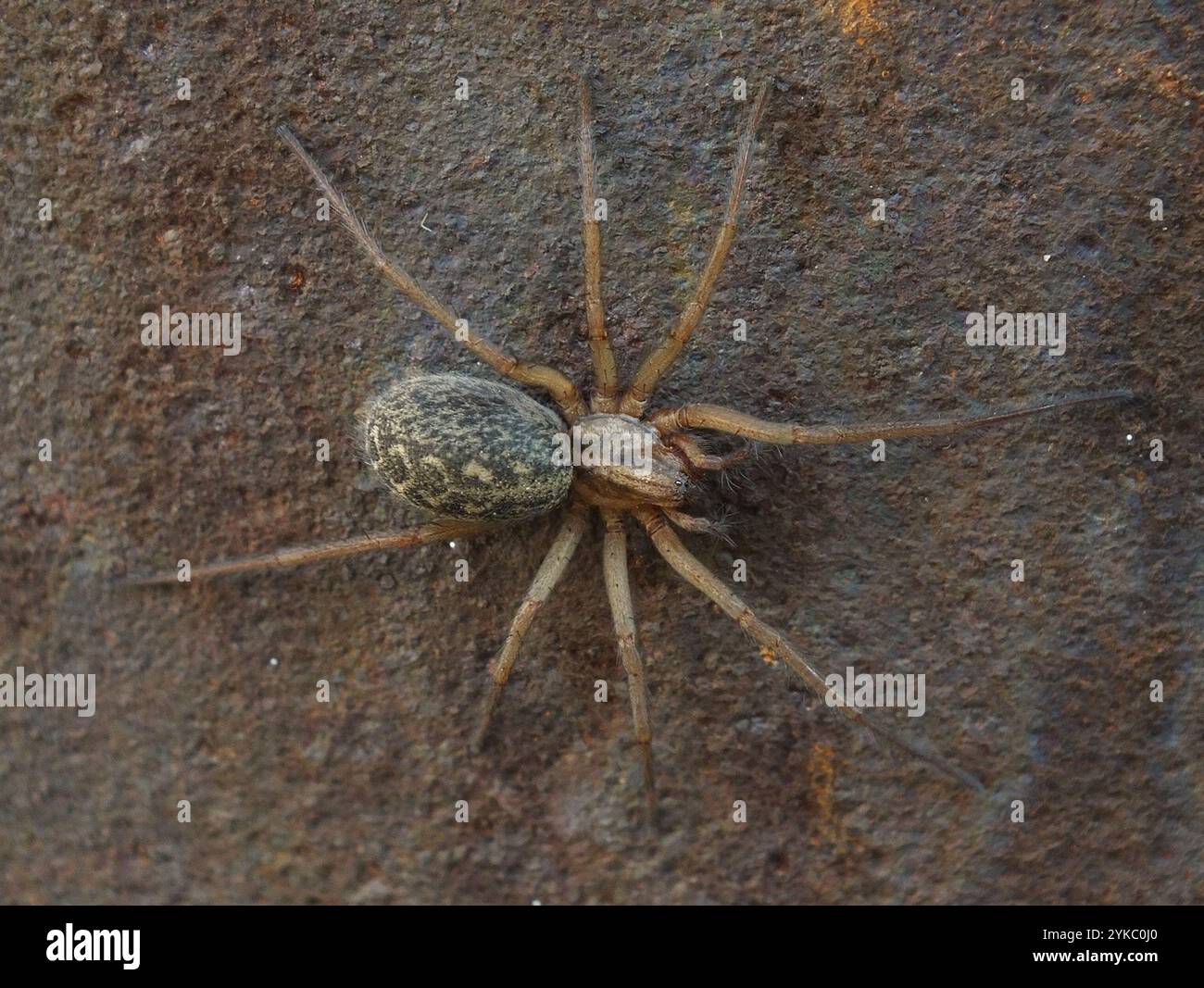 Hobo Spider (Eratigena agrestis Stock Photo - Alamy