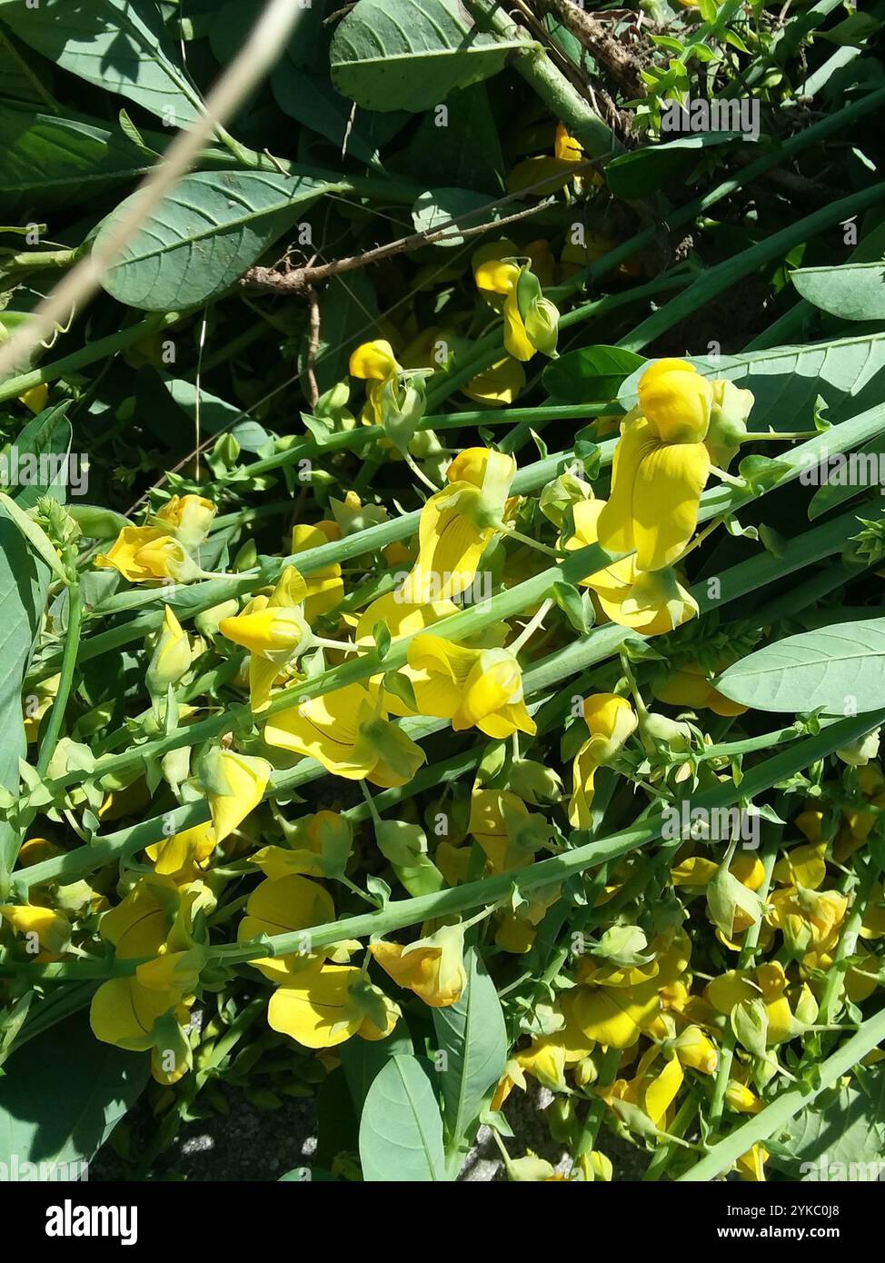 Showy Rattlebox (Crotalaria spectabilis Stock Photo - Alamy