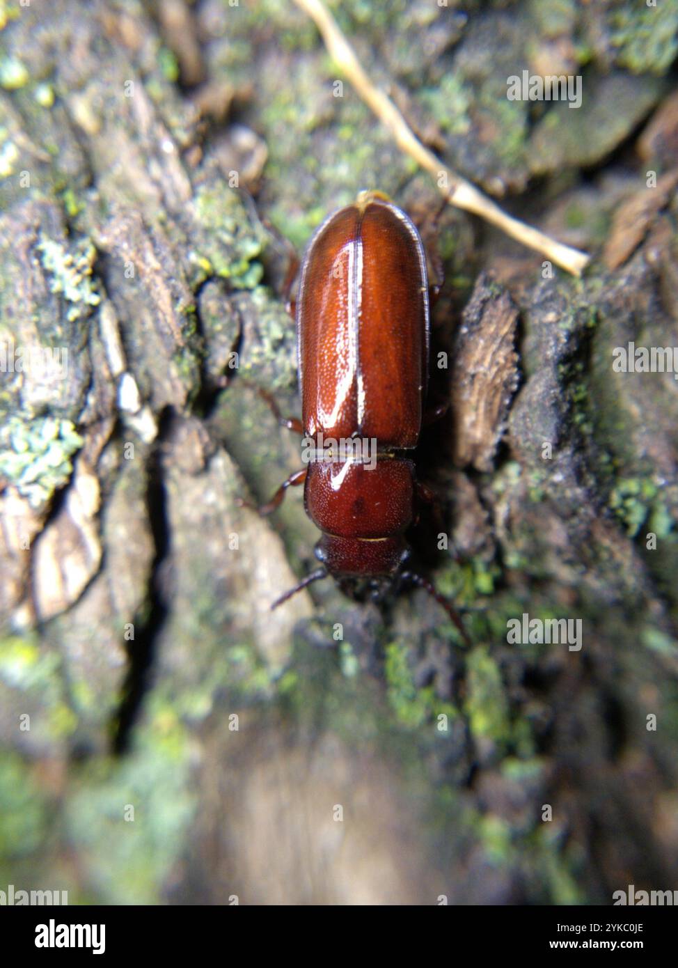 Pole Borer (Neandra brunnea Stock Photo - Alamy