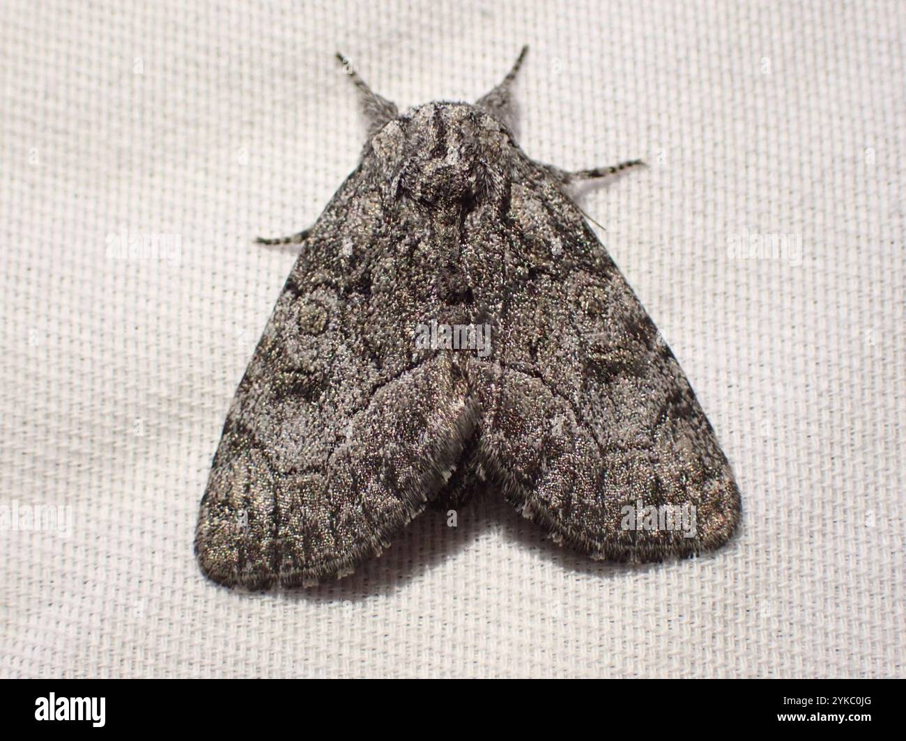 Brother Moth (Raphia frater Stock Photo - Alamy