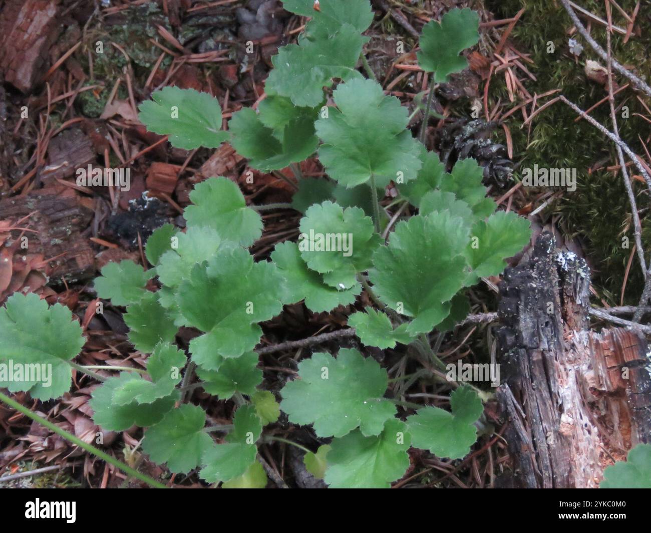 roundleaf alumroot (Heuchera cylindrica Stock Photo - Alamy
