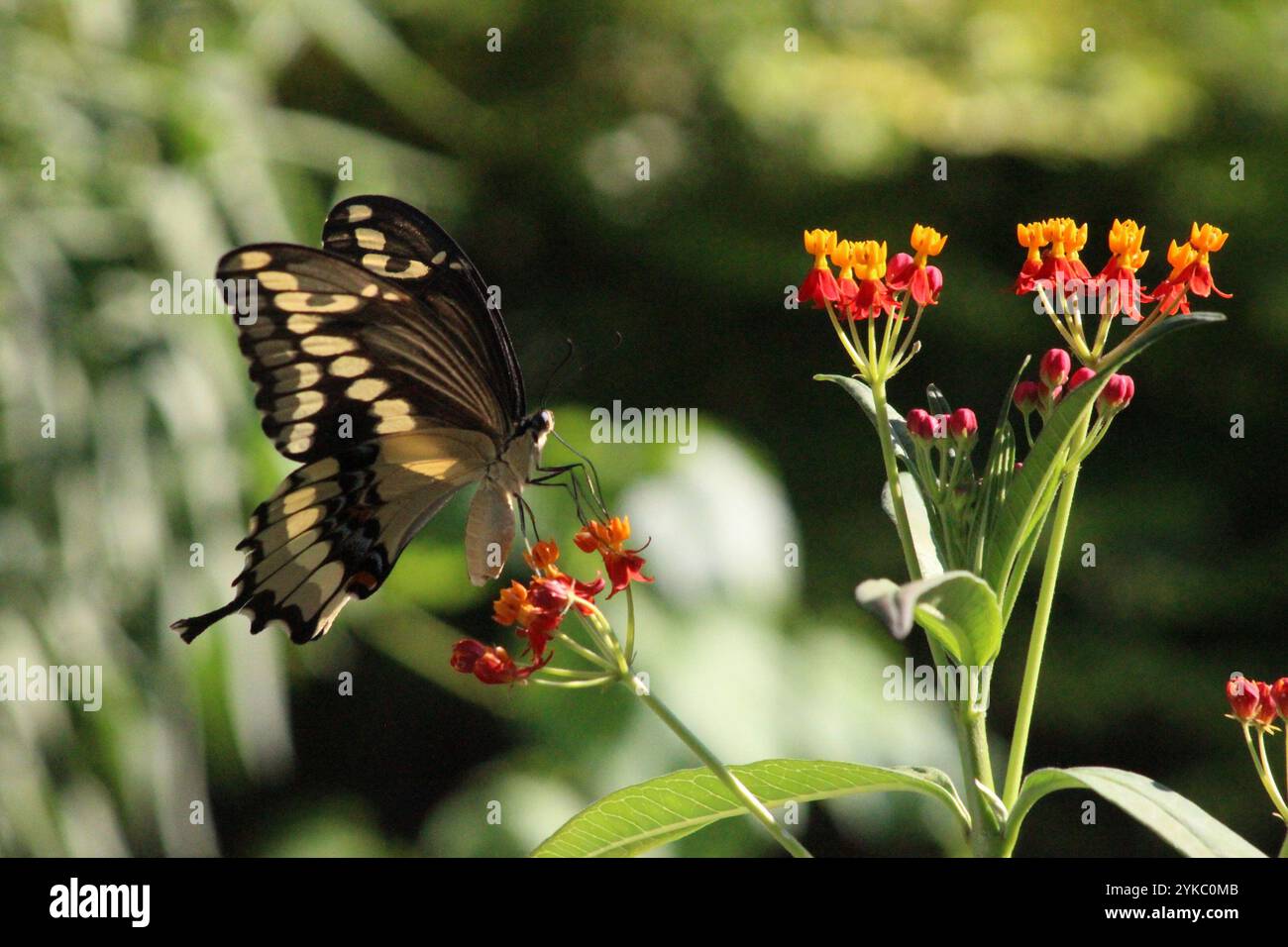 Eastern Giant Swallowtail (Heraclides cresphontes Stock Photo - Alamy