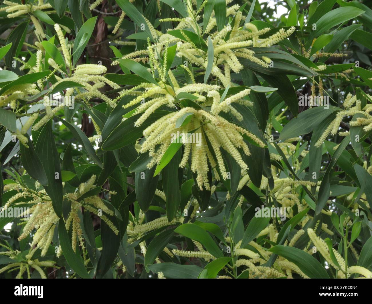 Big-leaved Acacia (Acacia mangium Stock Photo - Alamy