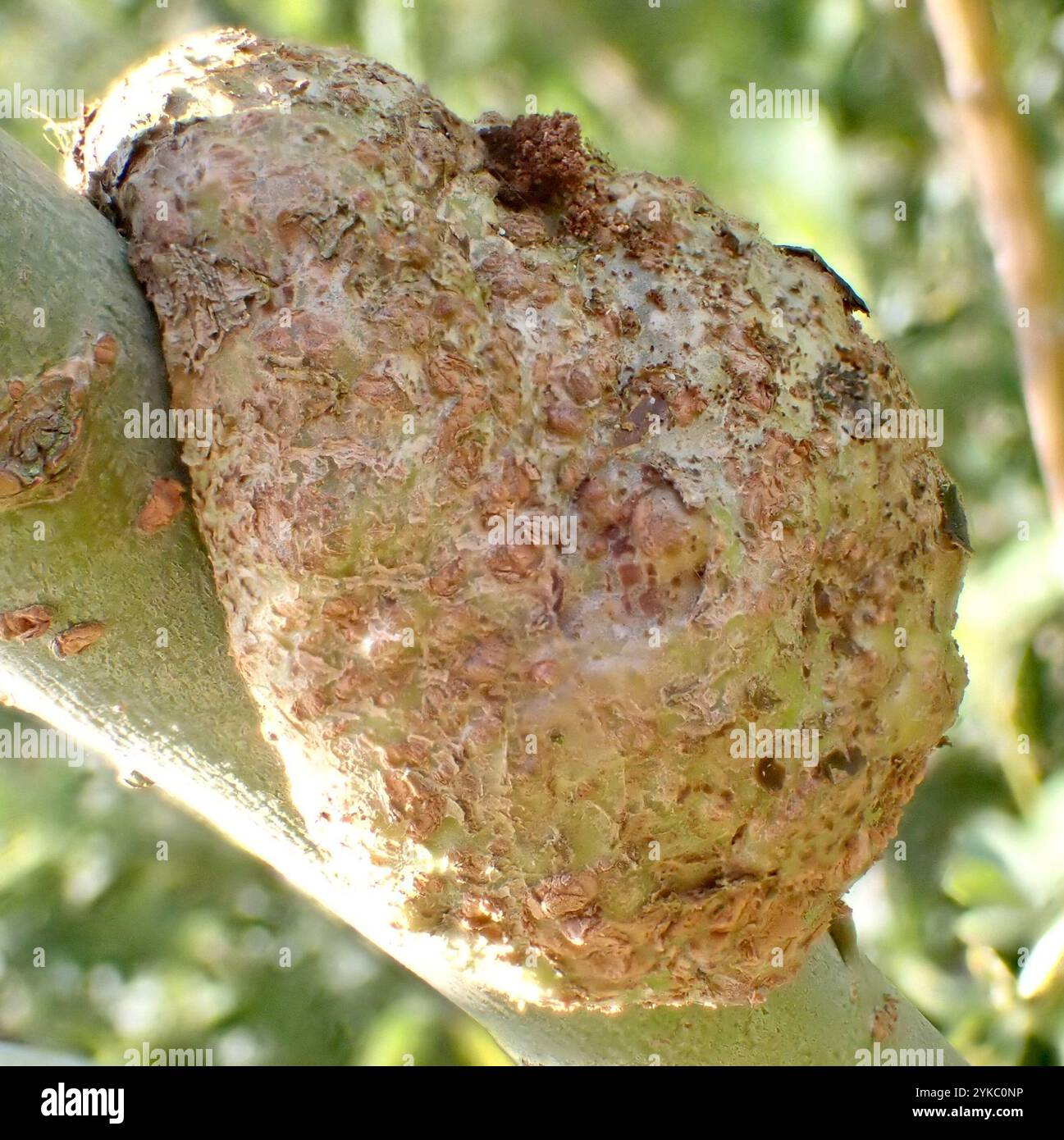 Agrobacterium not custom hi-res stock photography and images - Alamy