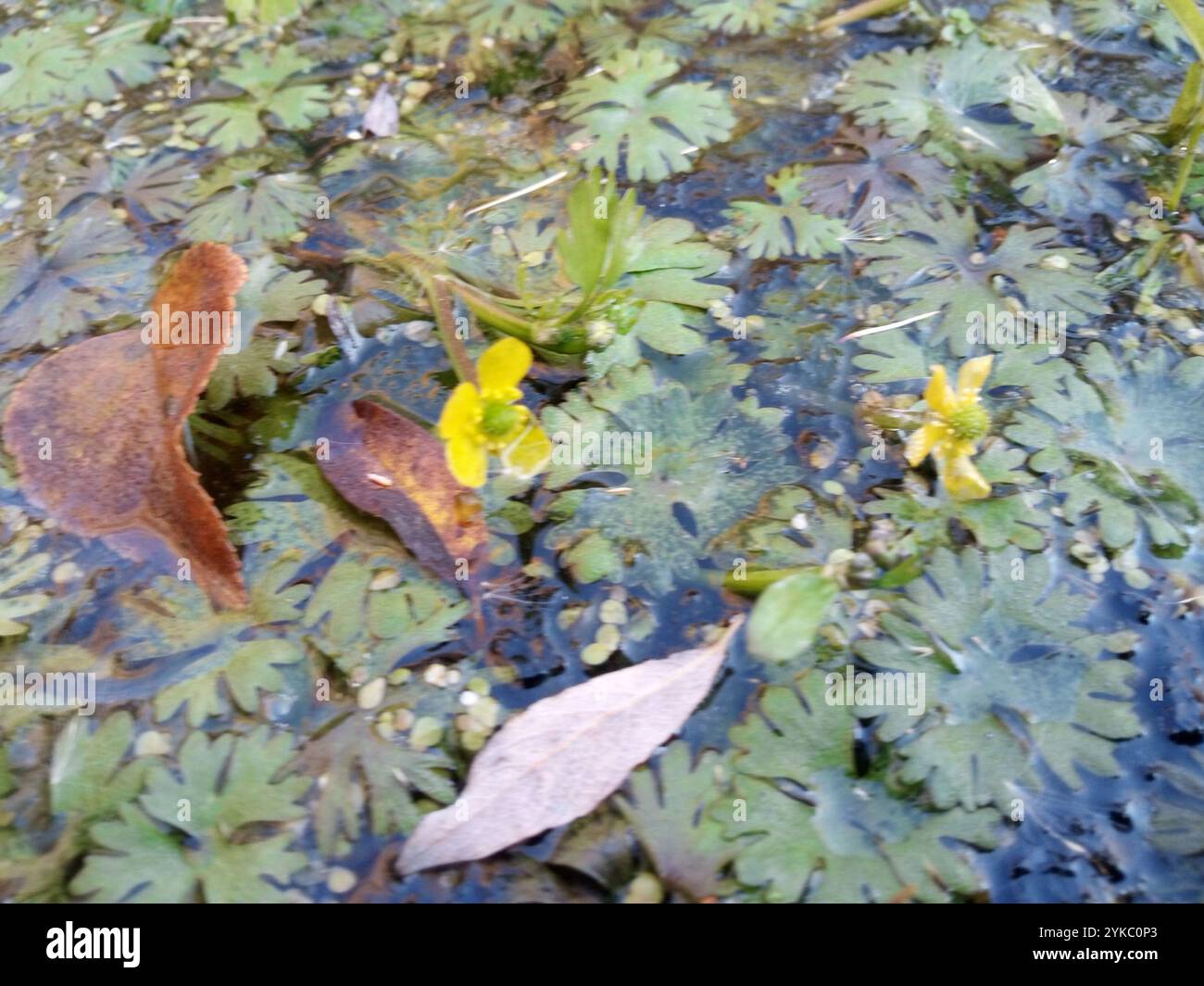 Small Yellow Water-crowfoot (Ranunculus gmelinii Stock Photo - Alamy