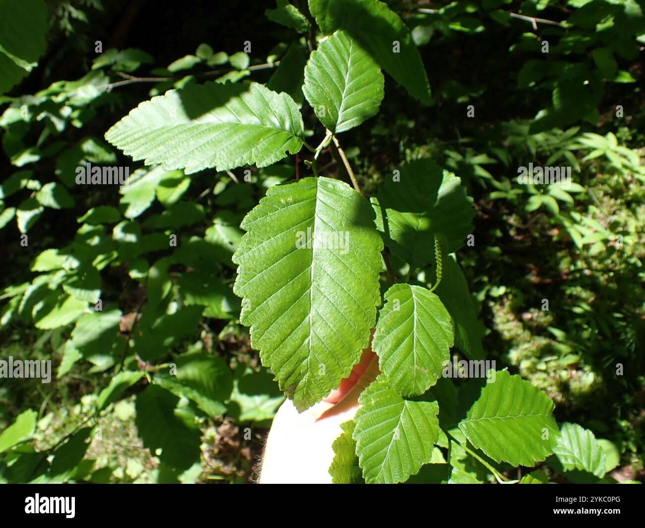 Red Alder (Alnus rubra Stock Photo - Alamy